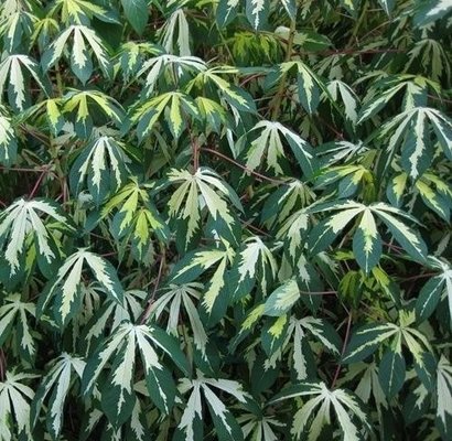 Best quality Manioc Leaf Extract,Manioc Leaf Extract powde,Manihot esculenta extract