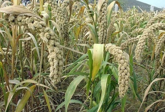 Top quality pure natural plant Millet Seed Extract, Millet Extract 4:1,10:1 Methionine