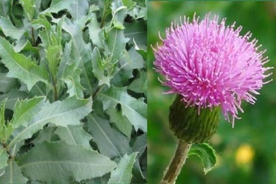 100% Natural herbal Herba Cirsii Extract, Cirsium Setosum Extract 4:1,10:1 TLC