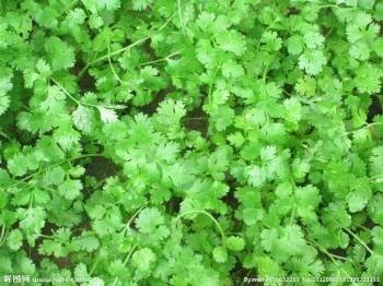 Best quality natural herb Coriander Herb Extract/Caraway Extract leaf 10:1