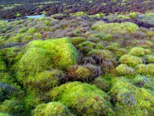 Factory supply Iceland Moss Extract 10:1 TLC