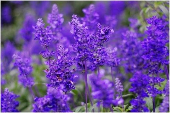 Best price Lavender Extract, Lavandula pedunculata Flower EXtract 10:1 TLC