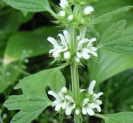 Chinese Factory Supply Marrube Extract 10:1 Marrubium vulgare L. powder