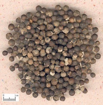 0.5% Agnuside 10:1Vitex Agnus Castus Extract/Fructus Viticis P.E. Chaste Berry Extract