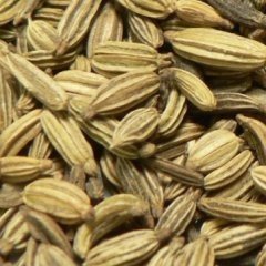 supply high quality Fennel seed extract/Fennel seed P.E. 10:1TLC