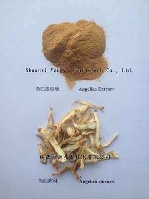 100% Natural Chinese plant Angelicae P.E. Dong Quai Root P.E. Extract 1%/0.5%/ 10:1