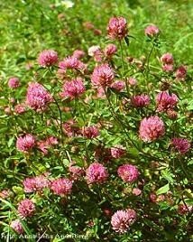100% Natural bulk Red Clover P.E. Extract Isoflavones 2.5% 8% 20% 40%