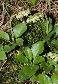 China Supply/Offer Radix Stemonae Extract/ STEMONA ROOT PE 5:1