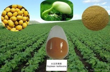 High quality and lowest price Soybean P.E. Extract SoyBean Isoflavones 40%