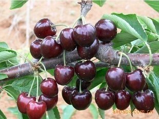 Tart Cherry Extract/Black Cherry Extract/Prunus serotina fruit powder/Cherry Stem Extract