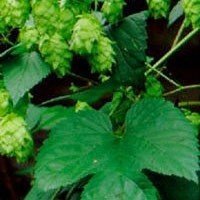 High quality Pure Hops Extract/ Flavonoids 3% or Xanthohumol 5% European Hop Spike Extract