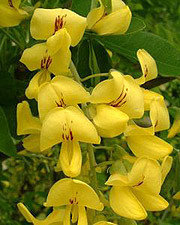 Large-scale plant base health function Genista tinctoria Linn extract Genistein 98% HPLC