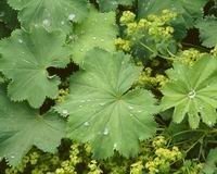 Alchemilla Vulgaris Leaf Extract,lady's mantle Extract,Frauenmantel-Extrakt,Wiesenfrauenm