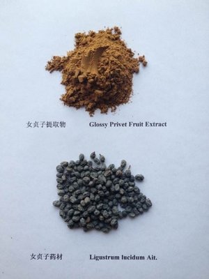 Fructus Ligustri Lucidi Extract/ glossy privet fruit extract
