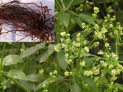 India Madder Root Extract/ Extract Rubia Cordifolia Radix