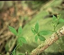 Gynostemma Pentaphylium P.E. (Aypenoside)