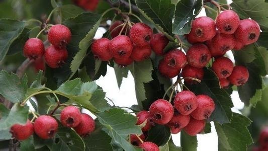 HawthornFlower and Leaf Extract/ Hawthorn leaf Extract/ Crataegi folium cum flore Extract