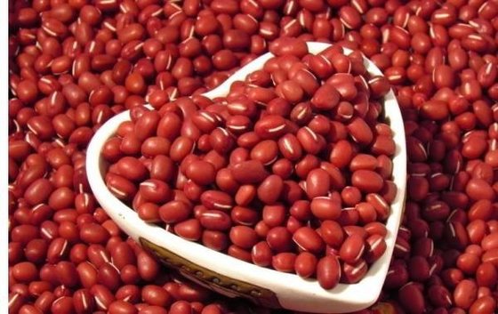 Red Bean Extract/ Semen Phaseoli Extract/Red adzuki bean Extract