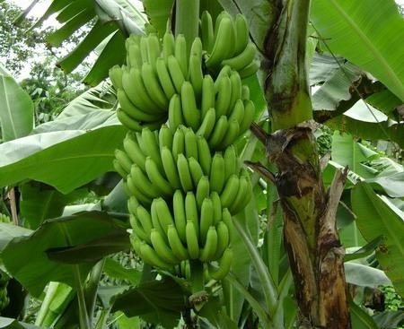 10:1 TLC Banana Leaf Extract/Brown Yellow powder Musa nana Lour. Extract for wholesales