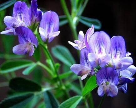 Hot selling Alfalfa Extract/Medicago sativa L. powder