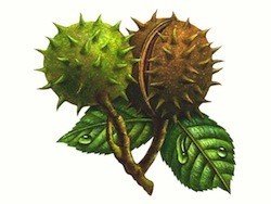 Aescin 20% UV15% HPLC Horse Chestnut Extracts/Hippocastani semen Extract