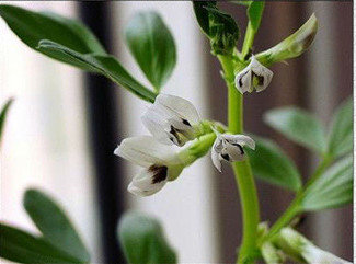 Hot selling natural 10:1 Adenophora Extract Root Powder