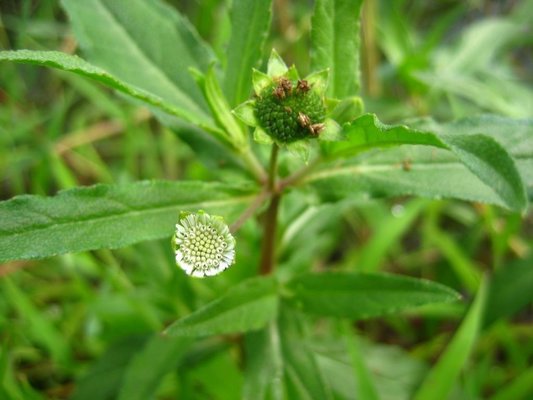 Supplier manufactury 10:1 Eclipta prostrasta L. Extract powder by TLC