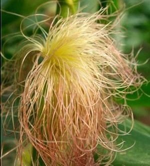 10:1 5% Beta-sitosterol Zea mays Extract/ Corn Silk Extract/Corn stigma P.E. Cornsilk P.E.