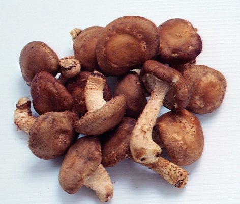 Nutraceuticals 4:1 TLC Shiitake Mushroom P.E./Lentinus edodes Extract /Polysaccharides