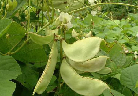 Enhance immune 10:1 TLC White Hyacinth Bean extract/Semen Dolichoris Album Extracts