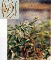 Enhance immunity Radix Pseudostellariae root extract, Pseudostellaria Heterophylla Powder