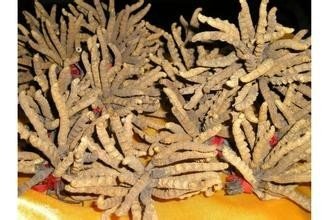 Cordyceps Extract Powder, Cordyceps Sinensis Extract, Cordyceps Polysaccharides 20%30%50%