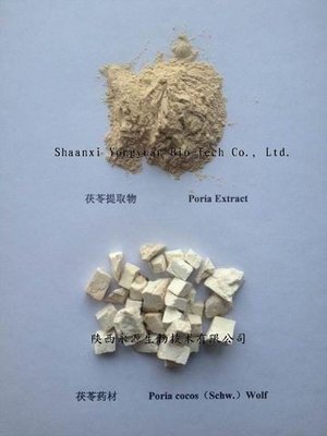 Indian Buead Extract / Poria cocos extract polysaccharide 30%-60% UV
