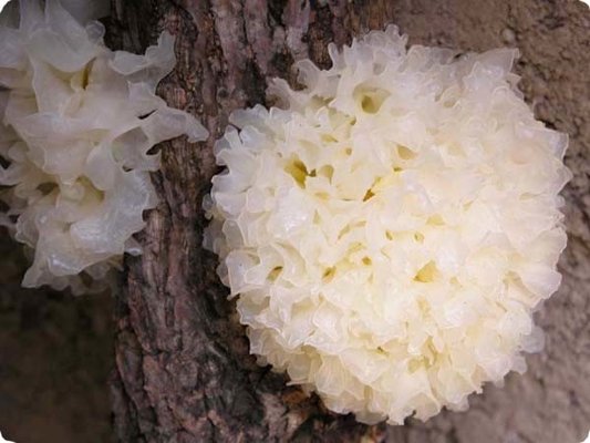 Polysaccharides10-30%UV Tremella Fuciformis Extract, White Fungus Extract,Tremella extract