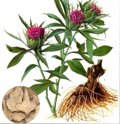 10:1 TLC Langehead Atractylodes Rhizome Extract,Atractylodes Macrocephala Extract Powder