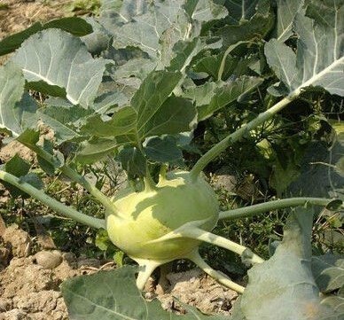 Brassica Campestriss ssp. Rapa Extract, Brassica rapa extract,Brassica Campestriss ssp4:1