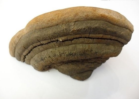 Best price Common Phellinus Fungus Extract/Common Phellinus Fungus P.E.