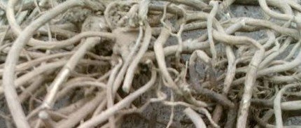 Natural Achyranthes aspera root extract 10:1 TLC