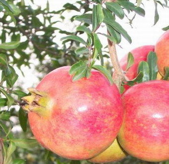 Hot Selling High Quantity Natural Punicalagin 40%, Punica granatum L. Hull extract