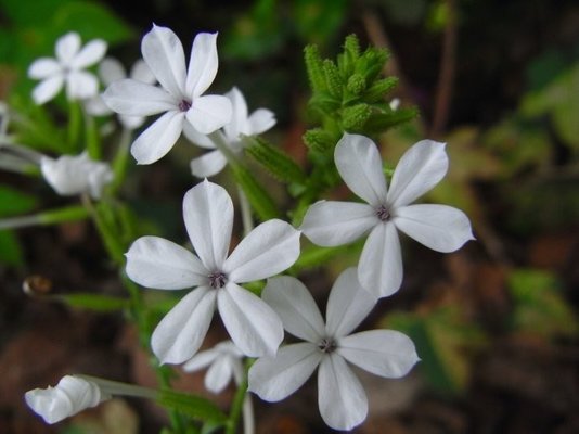 Natural Plumbago zeylanica Extract/Plumbago auriculata Extract/Plumbago indica Extract