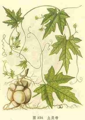 100% natural medicine her extract 90% HPLC Tubeimoside A/ Rhizoma Bolbostematis Extract