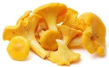 Wholesale Hebal Extract polysaccharides 30% Chanterelle P.E. Chanterelle Extract
