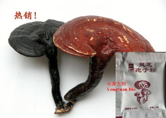 Facotory supply Natural Reishi (broken shell) Spore Powder/Wall-breaking 98%