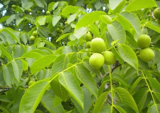 Walnut Leaf Extract, Juglans regia leaf extract,Black Walnut Leaf Extract,Walnut Leaf P.E.