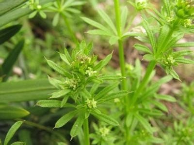 Manufacturer supply pure Natural Galium Aparine Extract/Cleavers Extract/ Bedstraw Extract