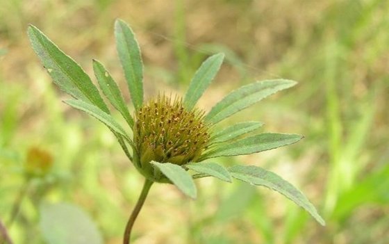 High quality pure natural Bidens Tripartite Extract/ Bidens Pilosa Extract