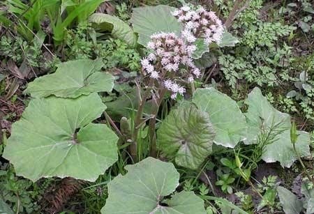 100% natural 10:1 Petasites japonicus Extract/Butterbur Extract