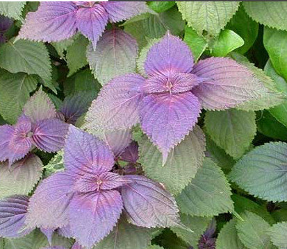High quality natural 10:1 TLC Perilla Extract/ Perilla Frutescens Extract