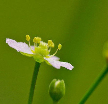 Top quality&100% natura Alisma Root Extract