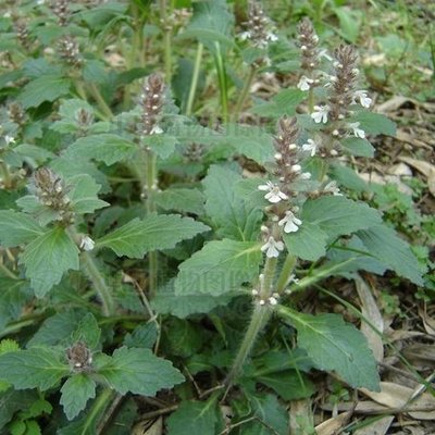 Factory Supply High Quality Ajuga turkestanica extract/Turkesterone